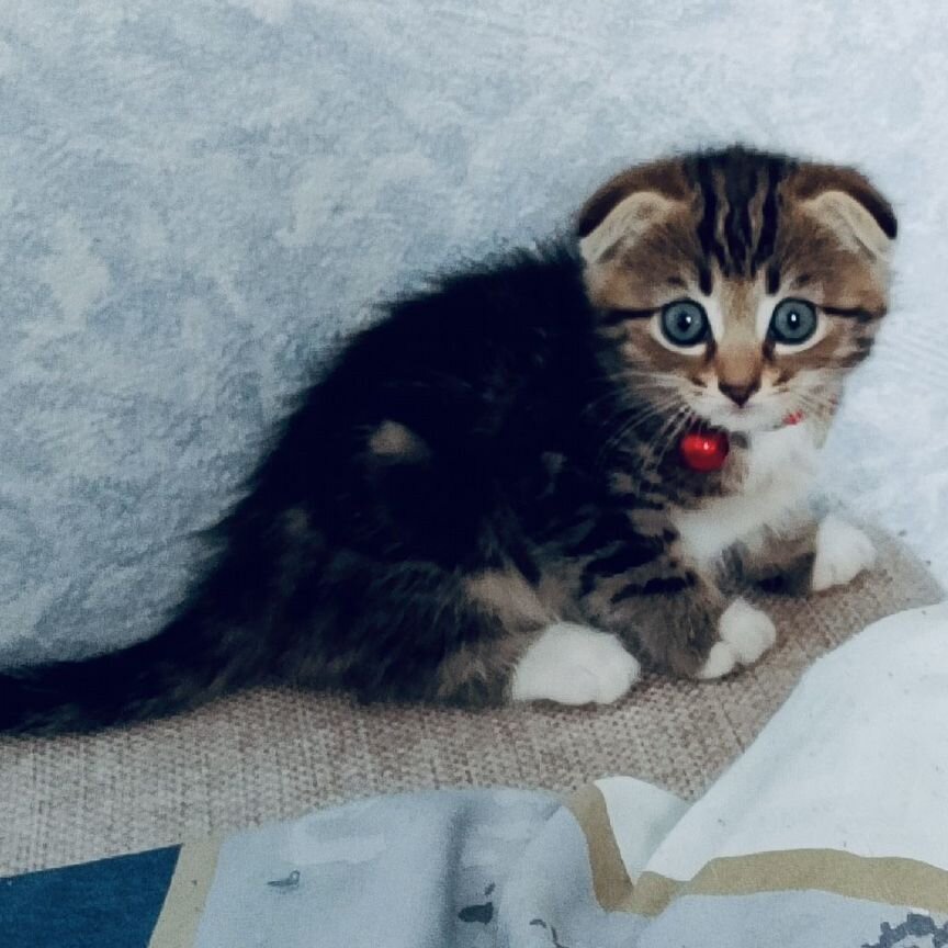 Шотландский вислоухий короткошёрстный котёнок