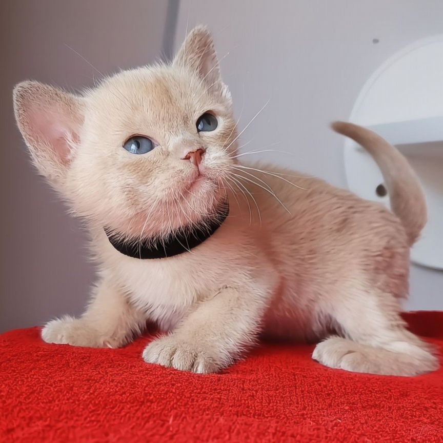 Европейский бурманский котёнок