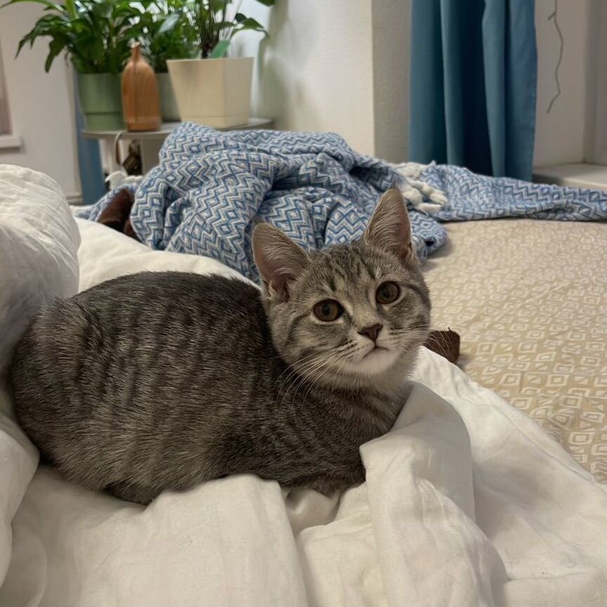 Котенок