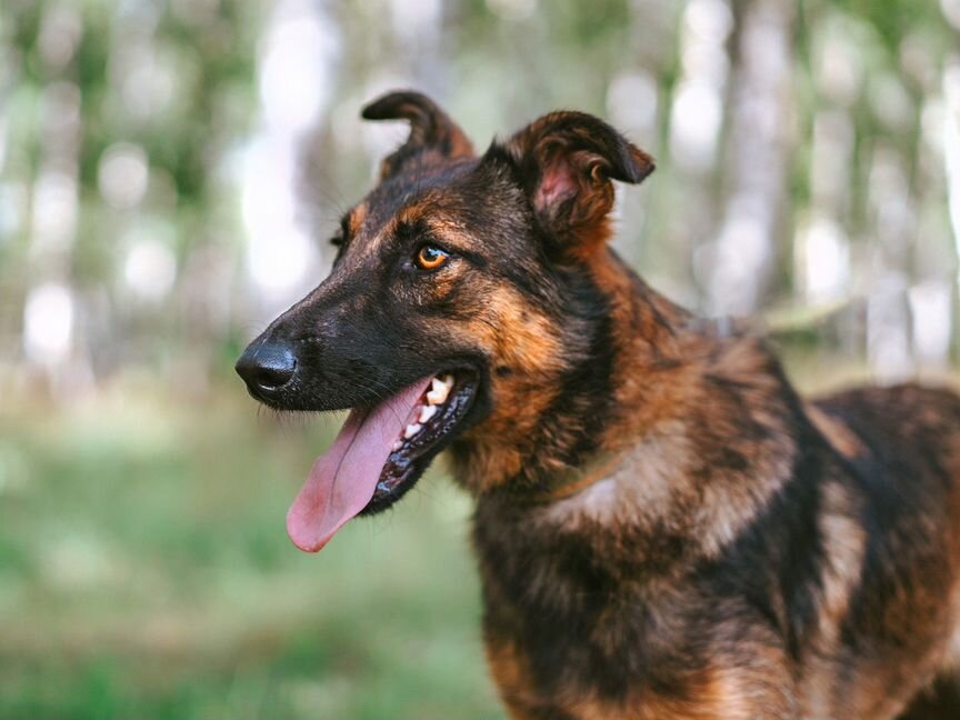 Сладкая игривая Конфетка ждет в приюте