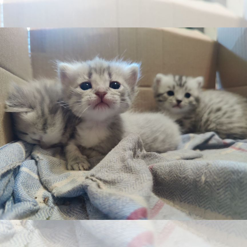 Котятки в добрые руки