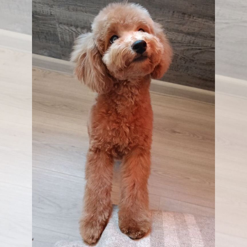 Той-пудель, вязка