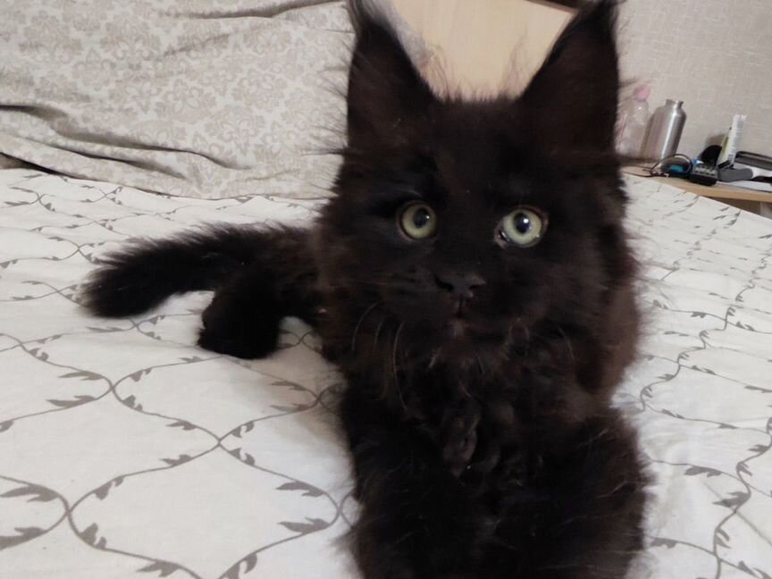 Папин сын Майн-кун. Котенок