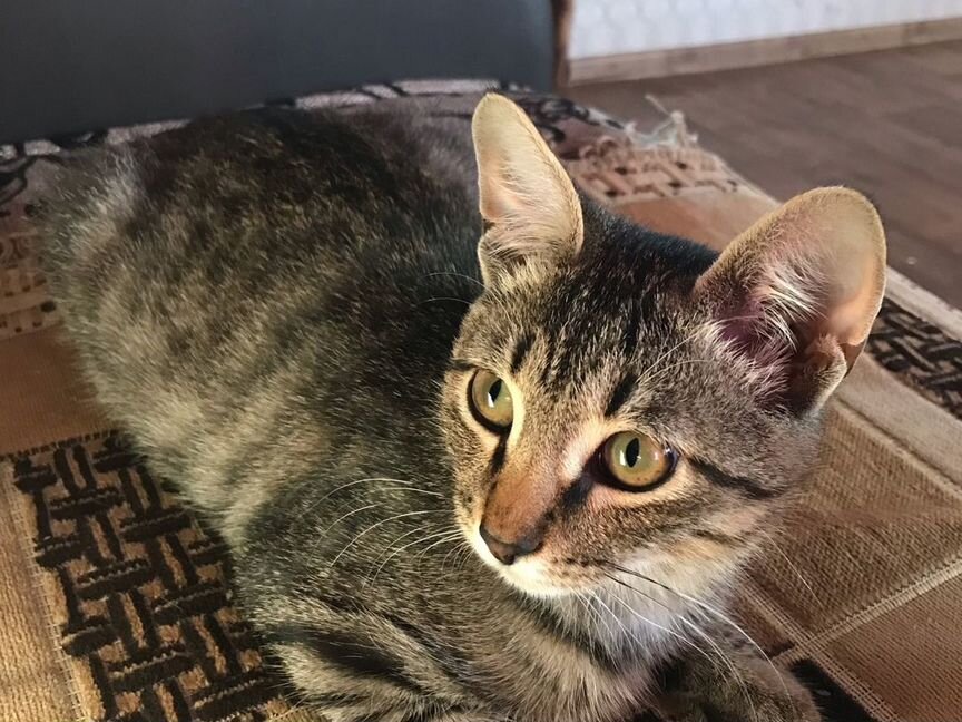 Котята ищут свой уютный дом