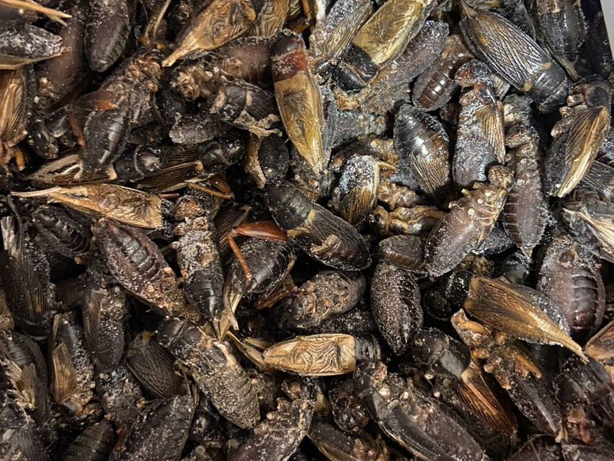 Замороженные двупятнистые сверчки