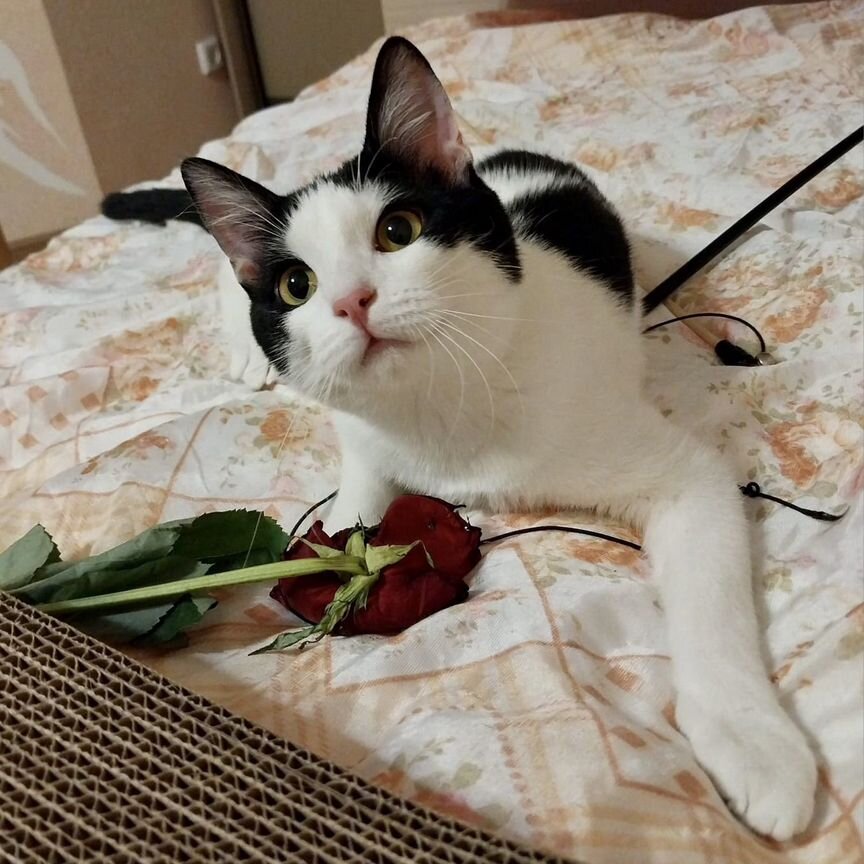 Очаровательный Felix,но не Юсупов(7 мес.)