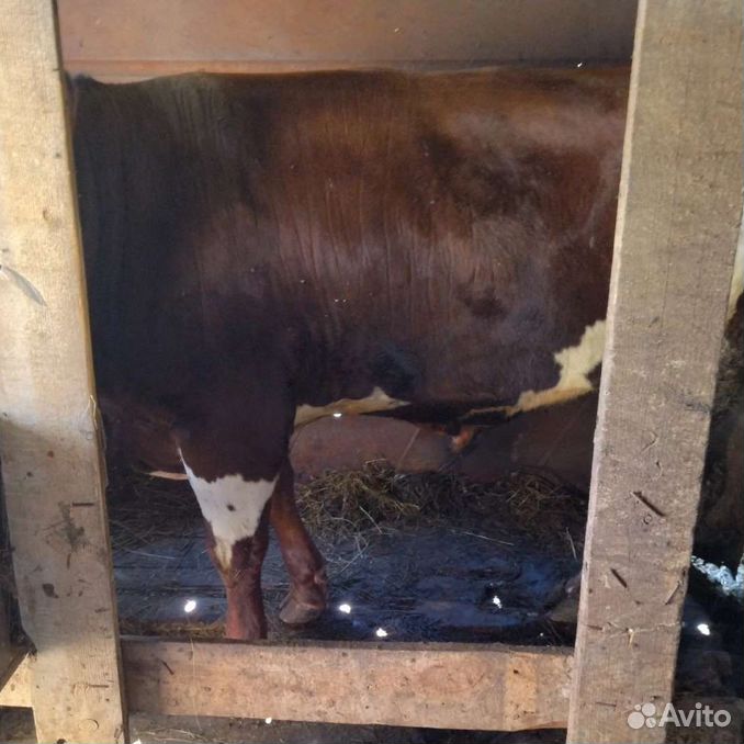 Продам быка