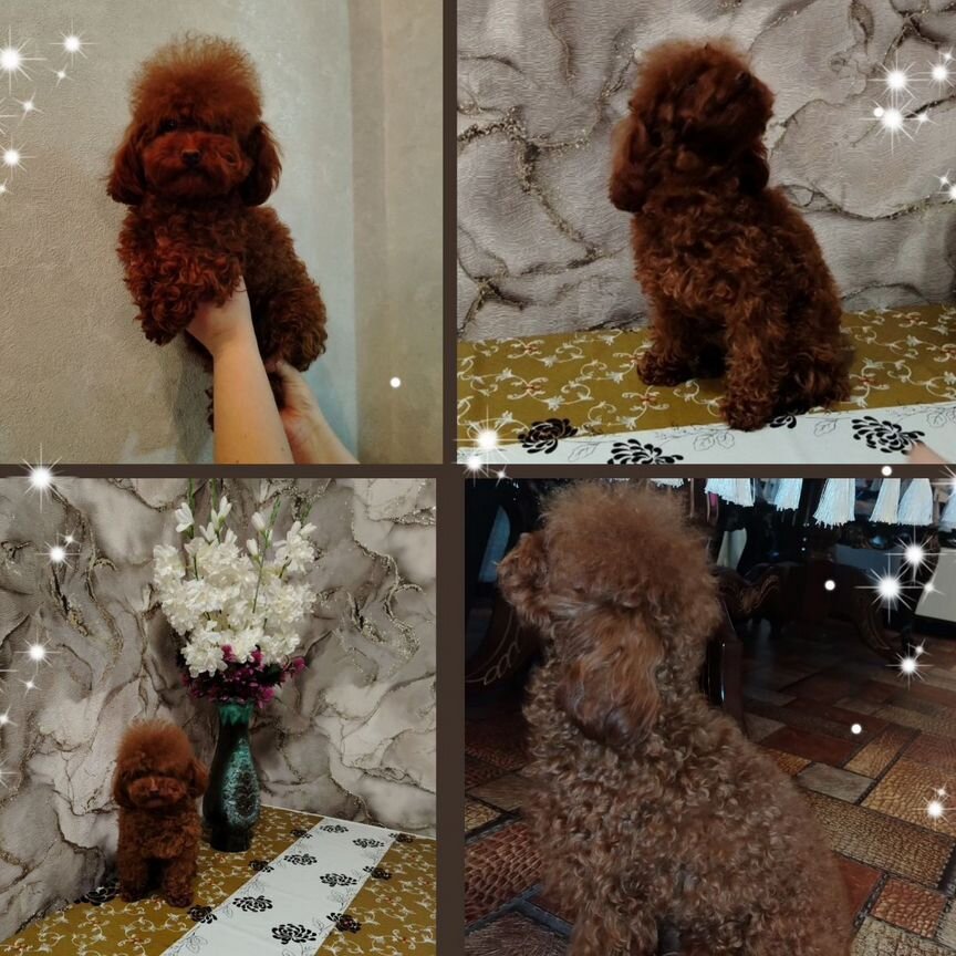 Той-пудель, взрослый пёс