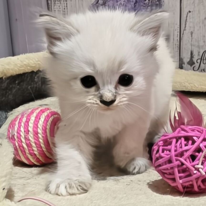 Невский маскарадный котёнок