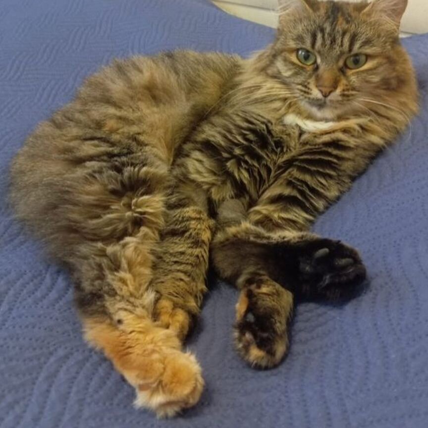 Взрослая кошка в добрые руки