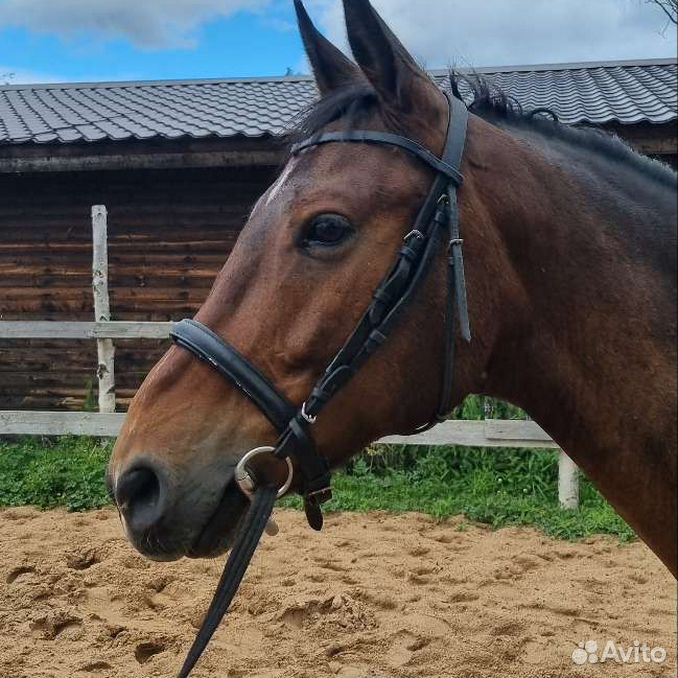 Мерин под ребенка