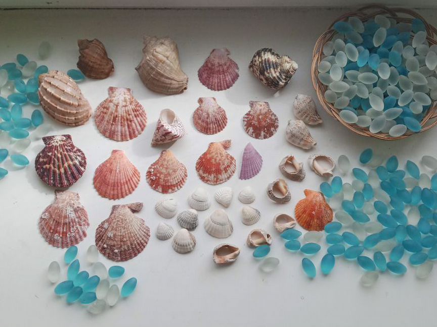 Морские ракушки раковины