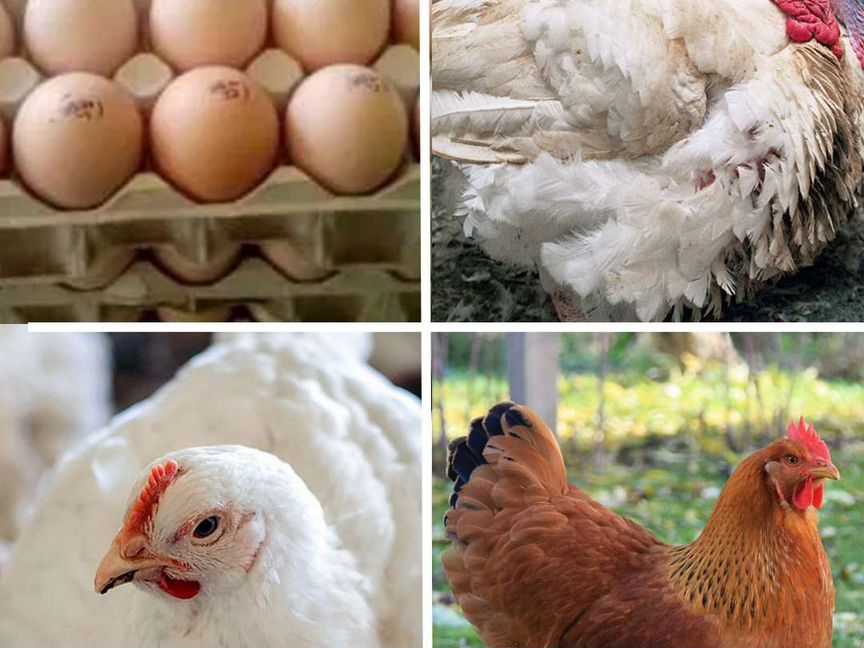 Инкубационное яйцо из Испании Биг6, бройлер и др