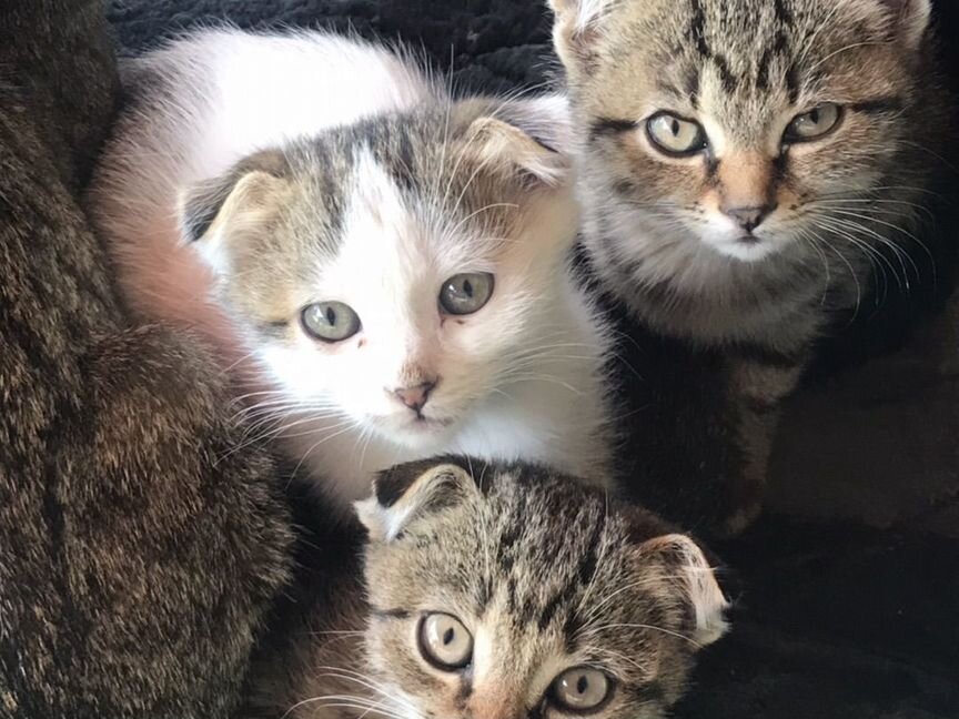 Вислоухие котята