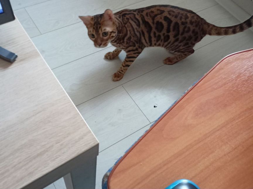 Бенгальская кошка