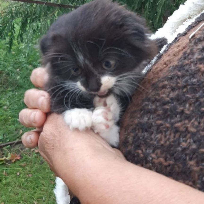 Шотландский вислоухий длинношёрстный котёнок