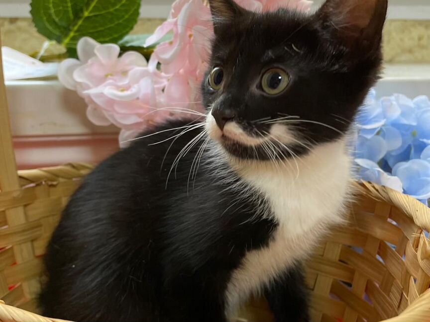 Котёнок