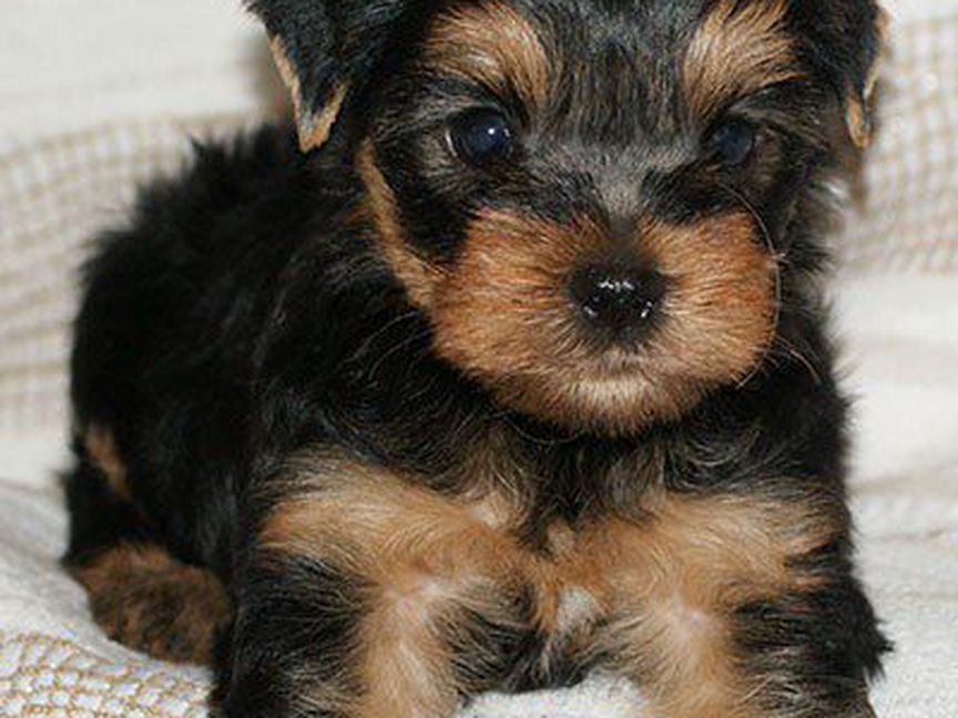 Йоркширский терьер мини беби фейс