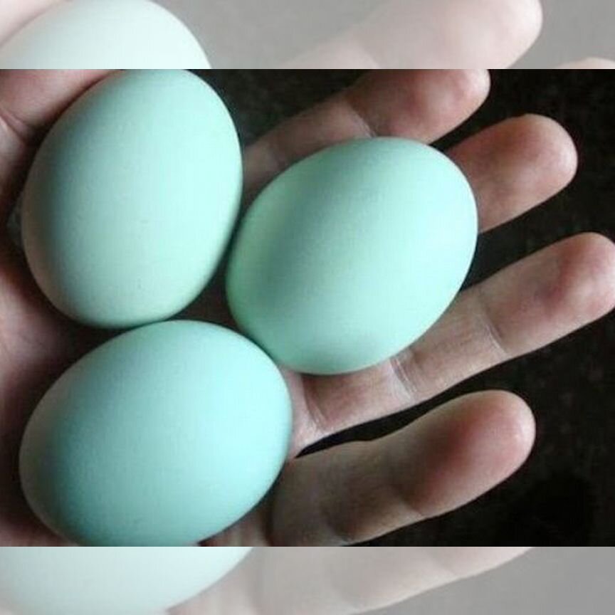 Голубые яйца