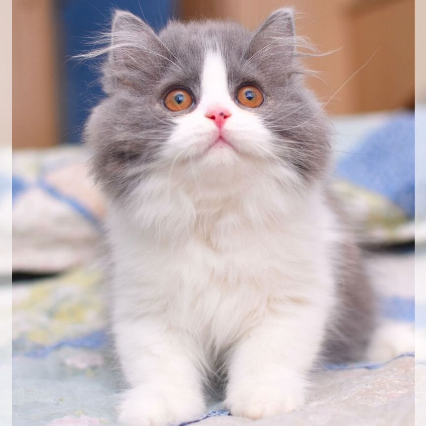 Британский длинношёрстный котёнок