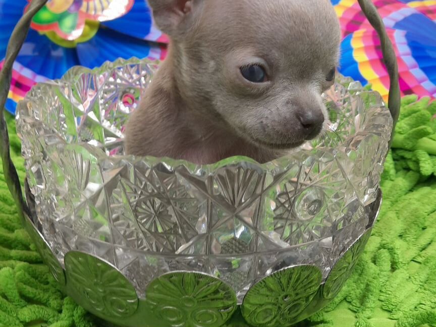 Лиловый крошечка Чихуахуа