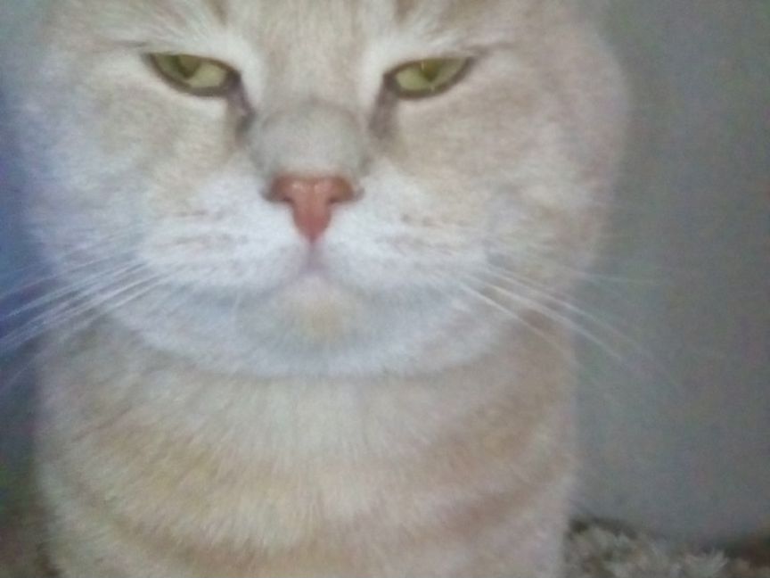 Кот для вязки
