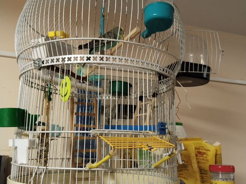 Волнистые попугаи