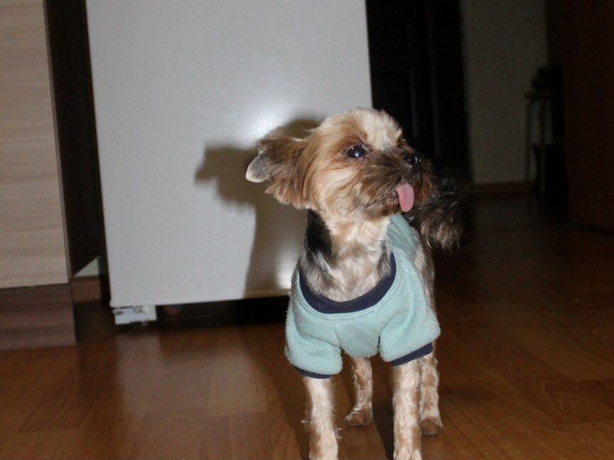 Йоркширский терьер мини