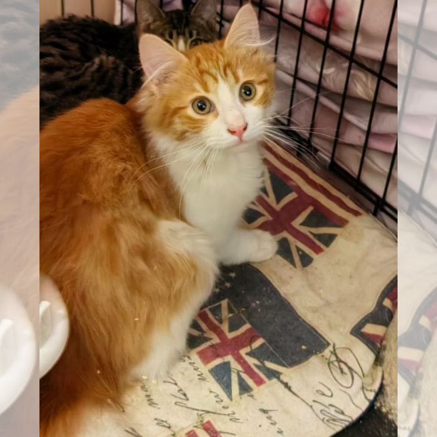 Ищу мальчику дом