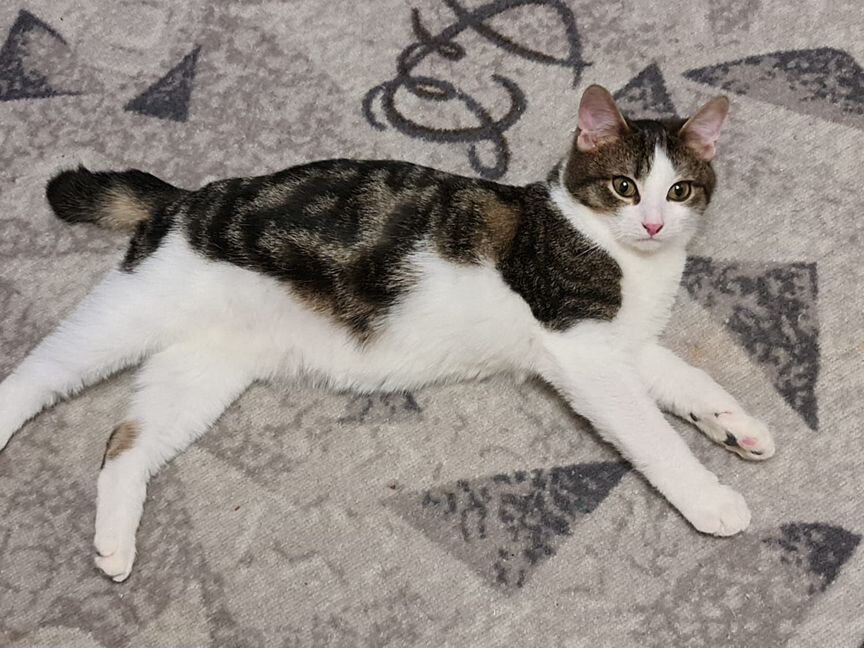 Котик в добрые руки