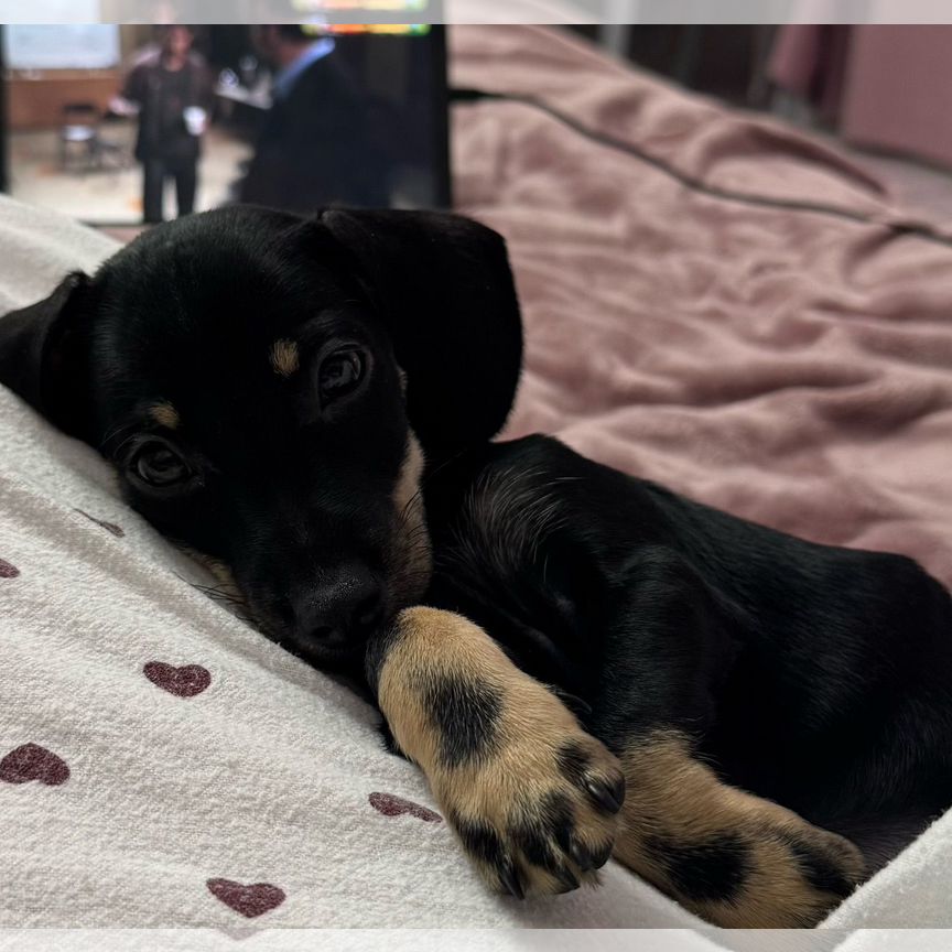 Кроличья такса, щенок