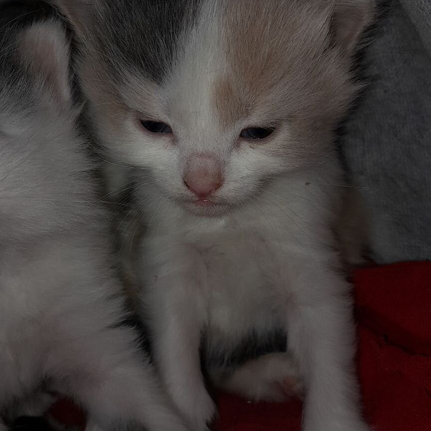 Трехцветный котенок девочка