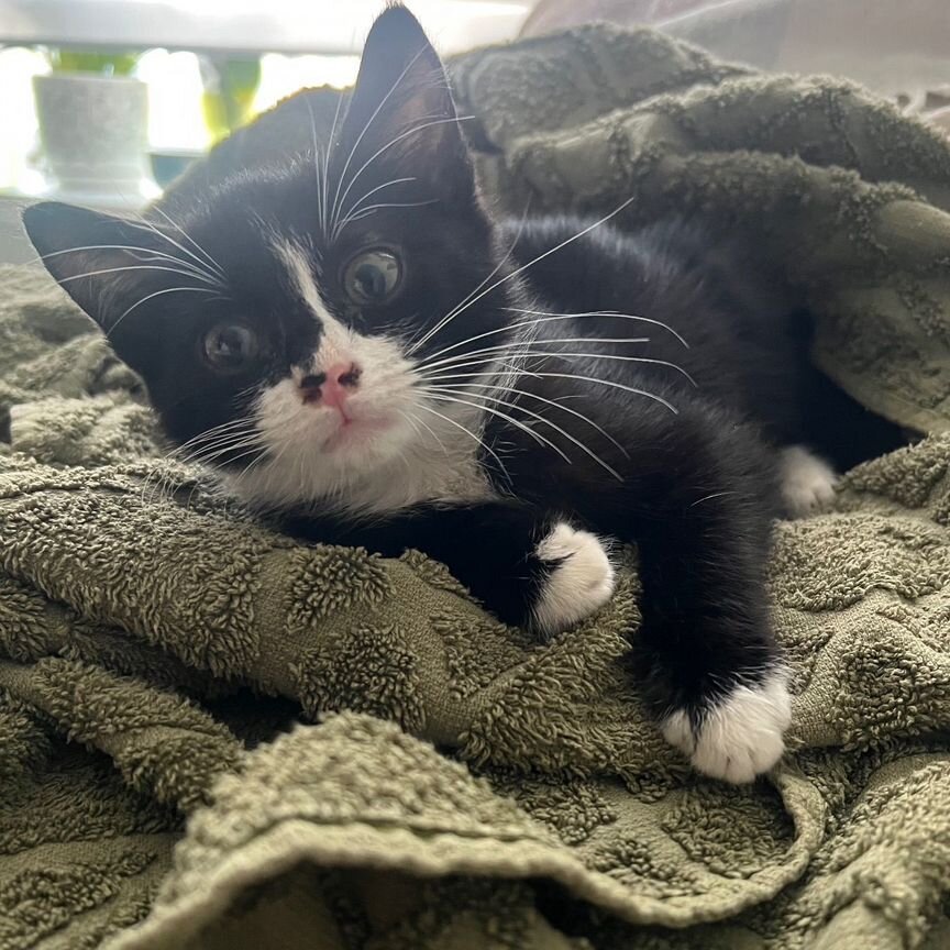 Котёнок в добрые руки
