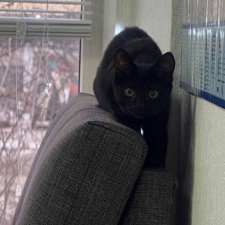 Котенок