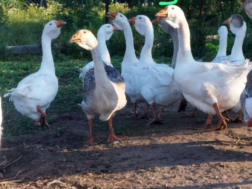 Холмогорские гуси