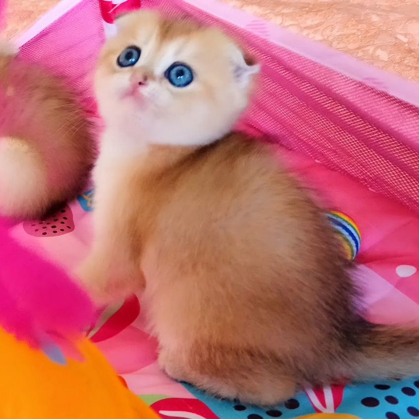 Шотландский вислоухий короткошёрстный котёнок