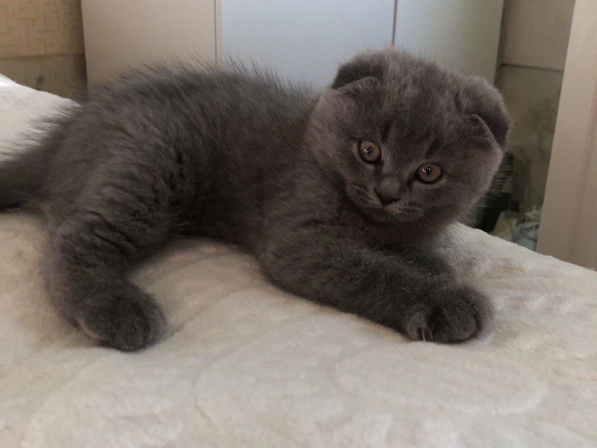 Шотландская вислоухая