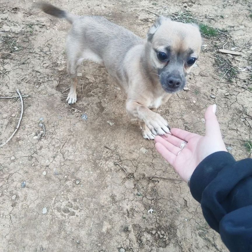 Пристравиается в добрые руки