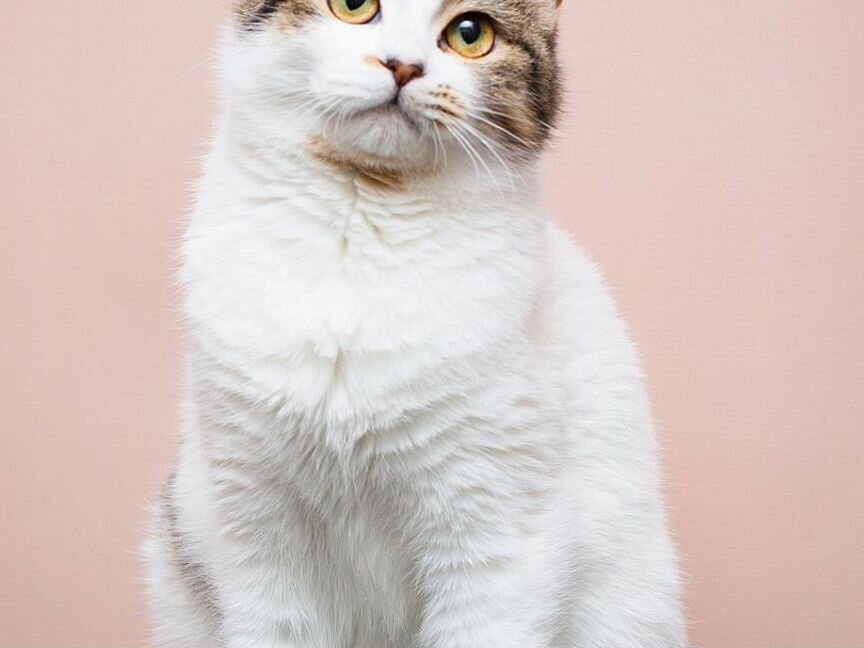 Котенок ласковый ищет дом