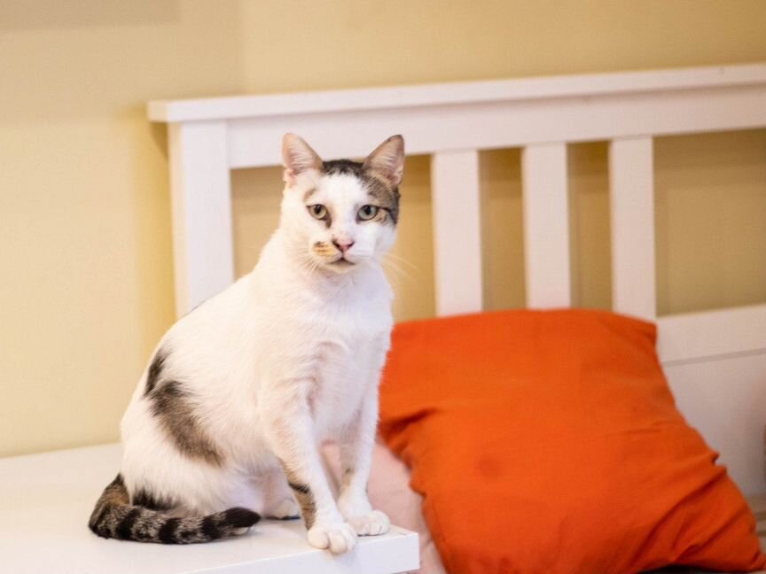 Турецкий бездомный кот