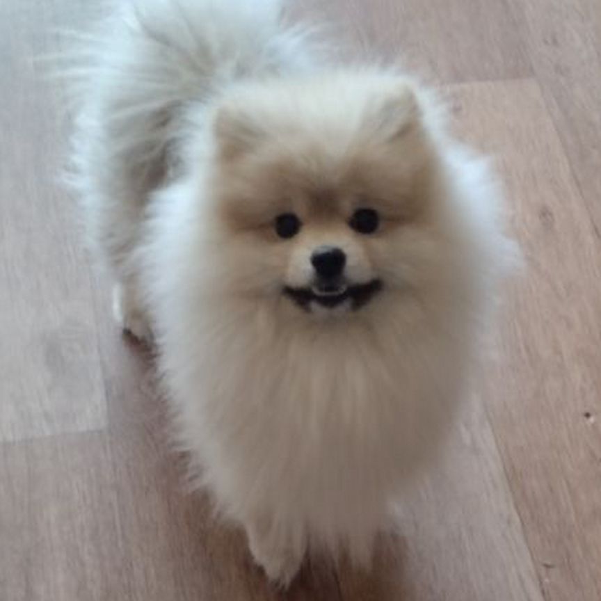 Померанский шпиц, щенок