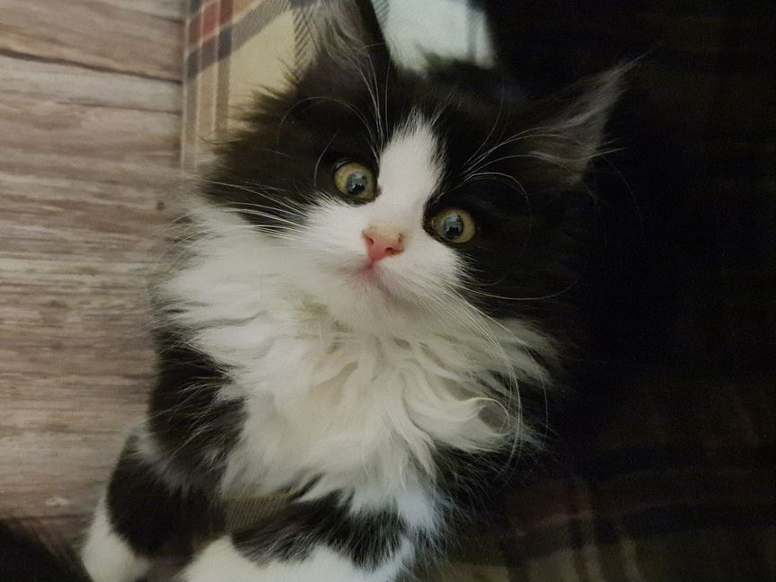 Кошечка 3 месяца. Привита. Стерилизация в подарок