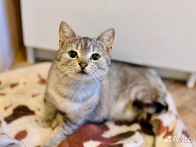 Кот Мирон
