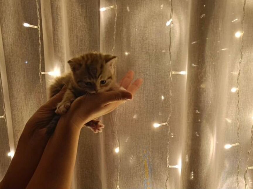 Шотландский котенок