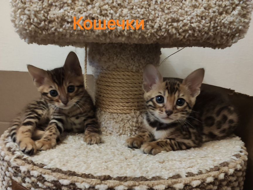 Бенгальские котята с документами