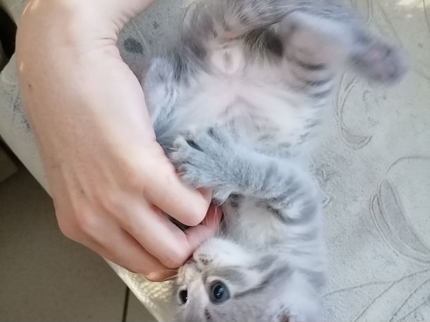 Отдаю котёнка в добрые руки