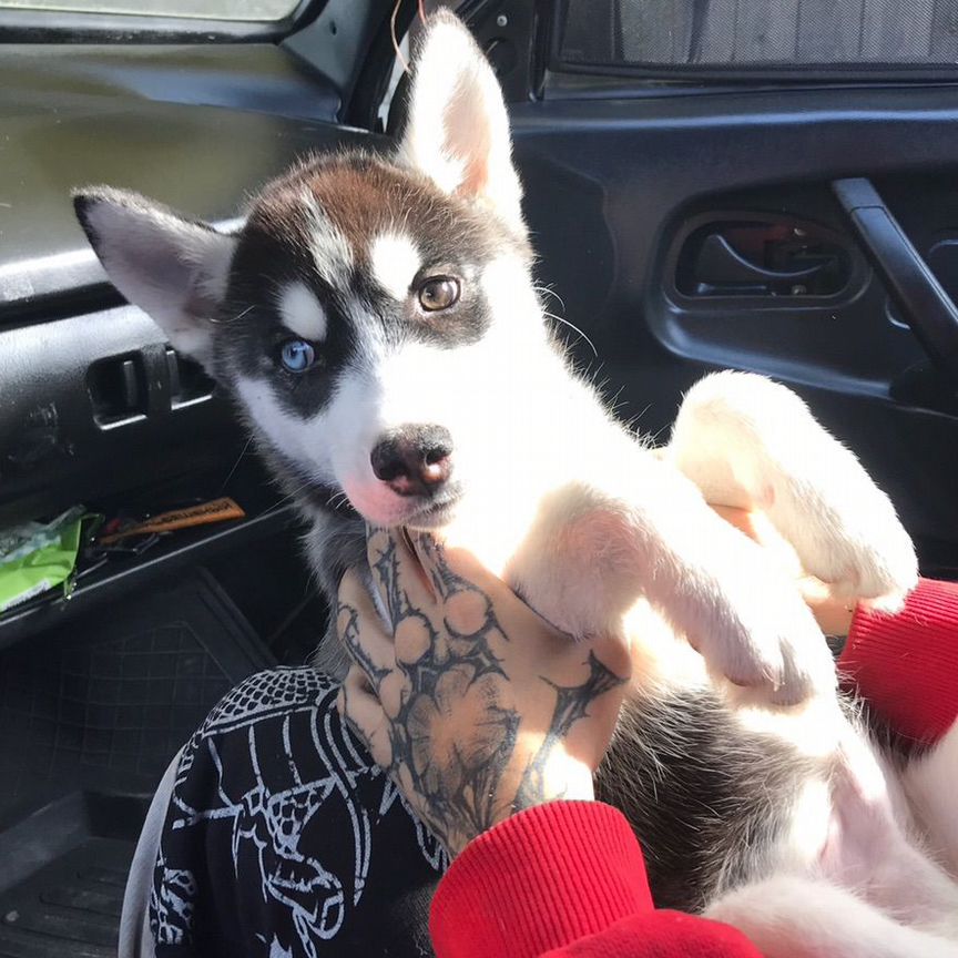 Сибирский хаски