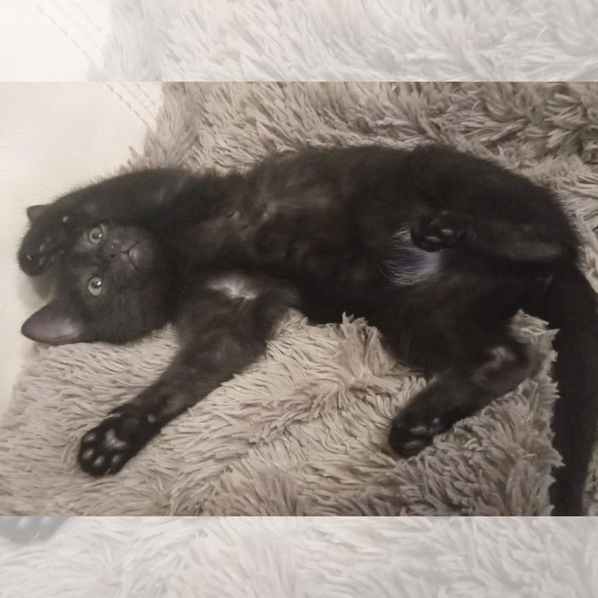 Котёнок в добрые руки