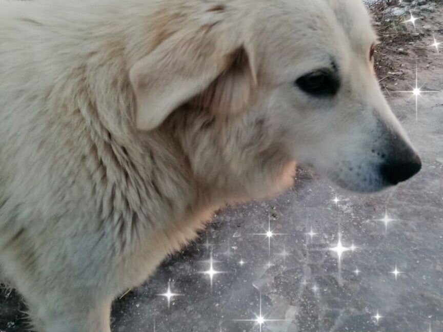 Собака в добрые руки