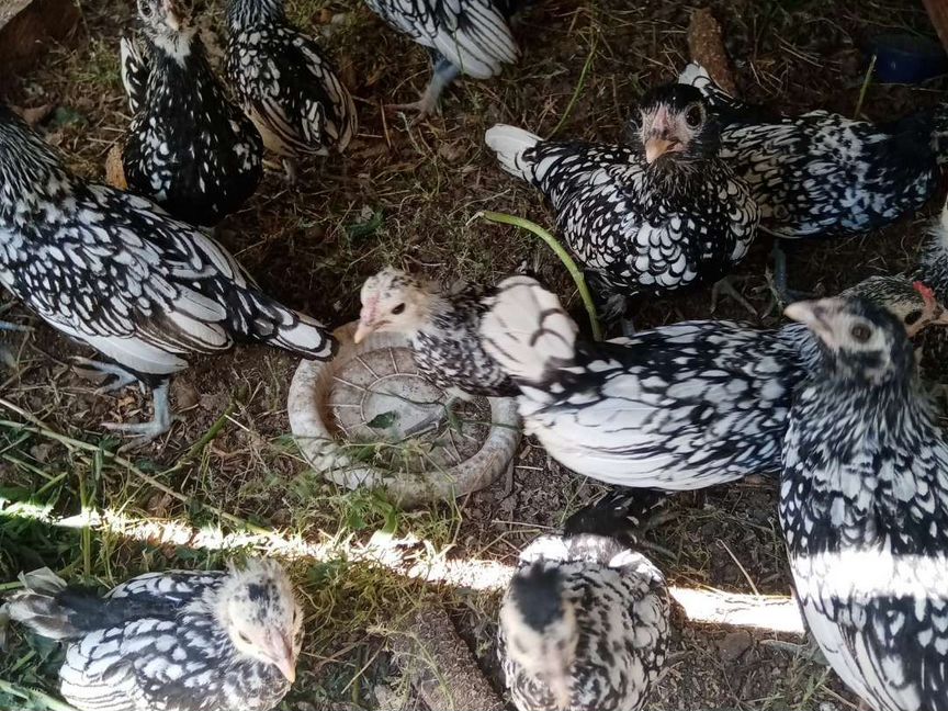 Бентамка. Сибрайт